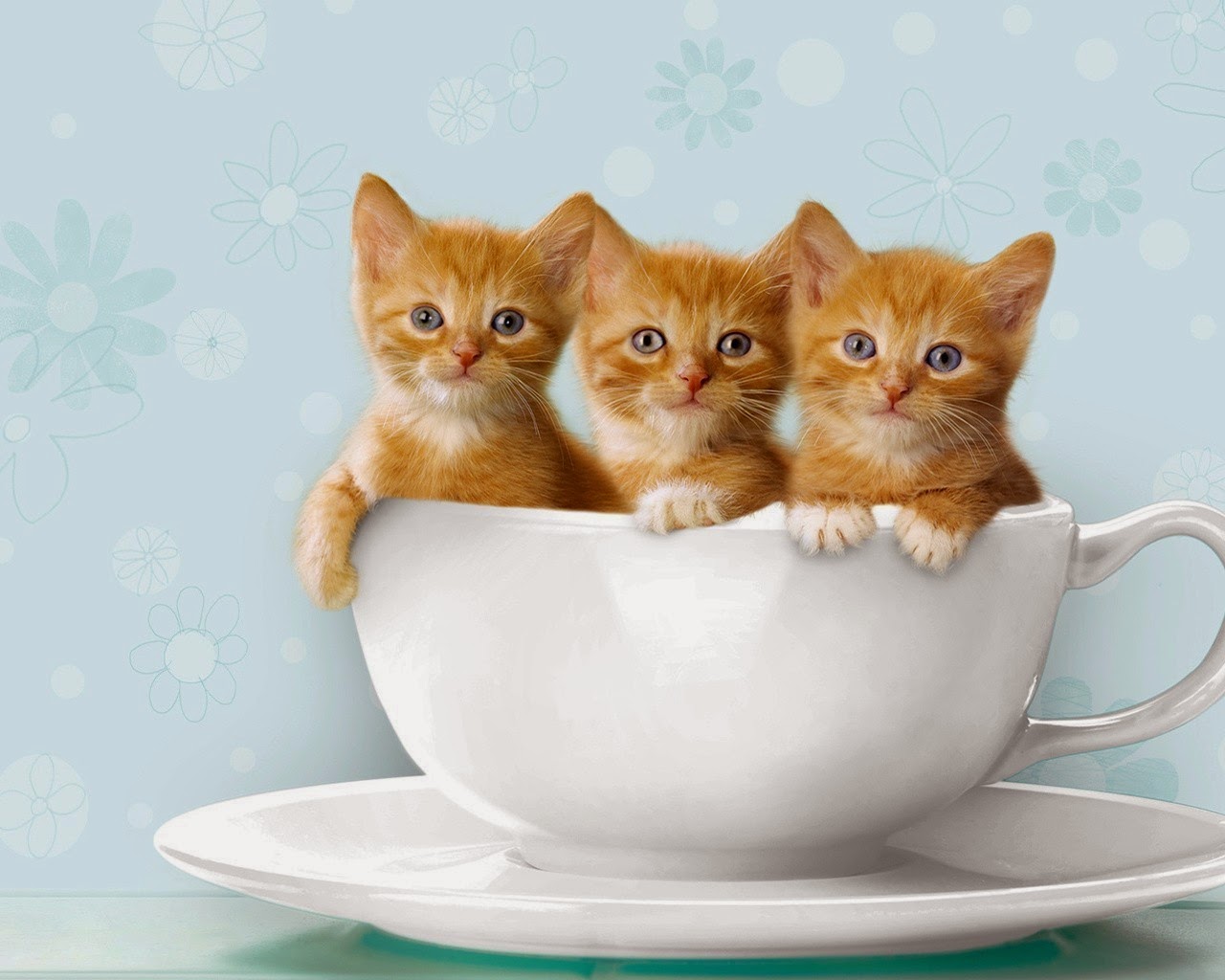 Pet Doctor Top 10 Most Popular Cat Names pet-doctor-top-10-most-popular-cat-names