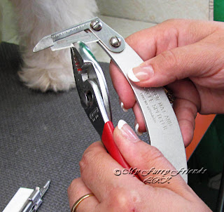 Pet Grooming: The Good, The Bad, & The Furry: Using a Mat Splitter to ...