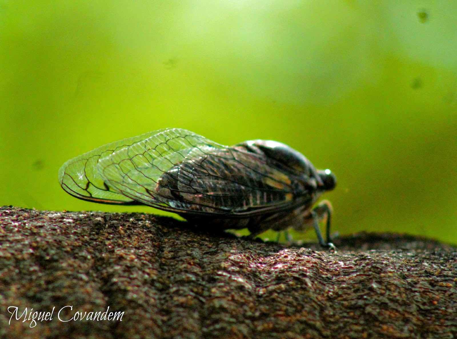 Mcovandem: LA "CHICHARRA" Cicadidae SABIAS QUE ? FOTOS MIGUEL COVANDEM
