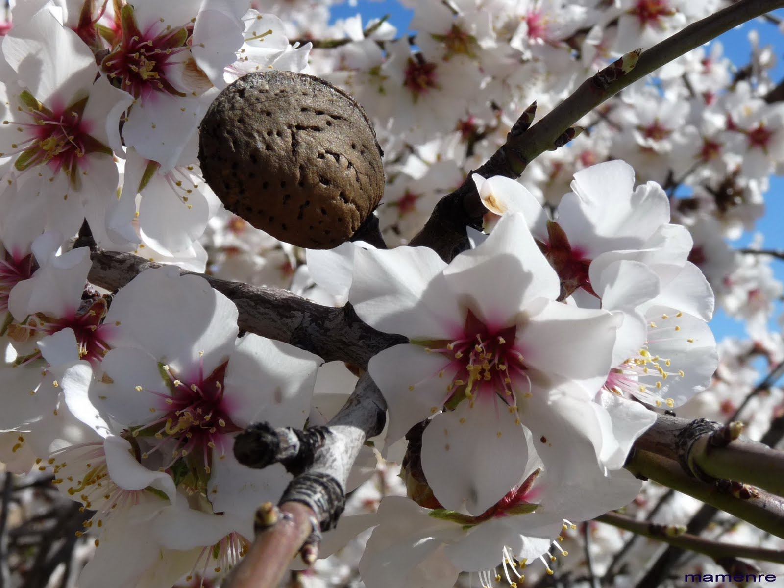 flordealmendro: LA ALMENDRA,FRUTO DEL ALMENDRO.