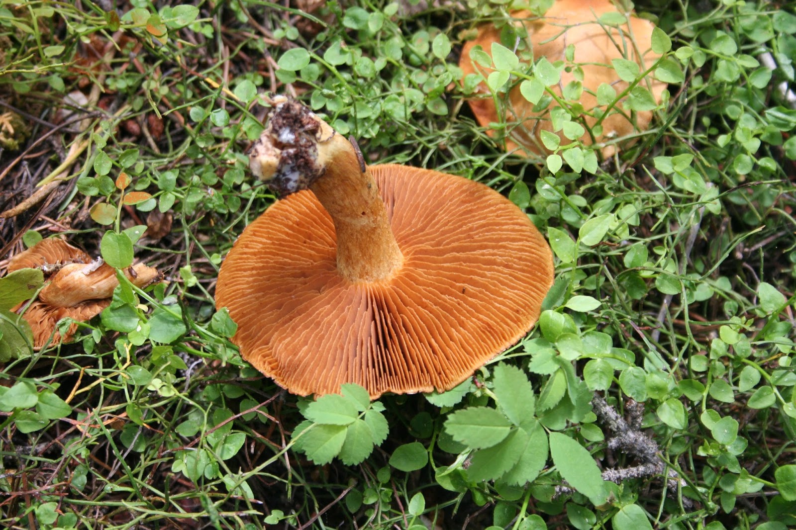 Mushrooms and Fungi of the Bighorn Mountains: Rust colored mushrooms
