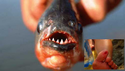 Nothing To Do With Arbroath: Piranhas attack around 100 beachgoers in ...