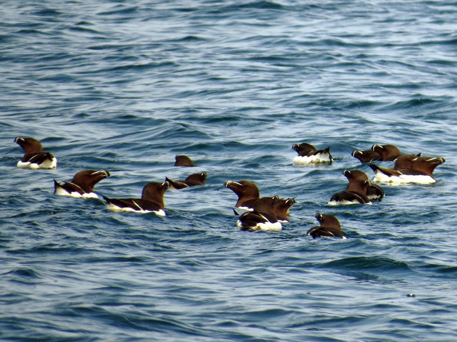 amateurnithologist: Razorbill / Great Auk Talk