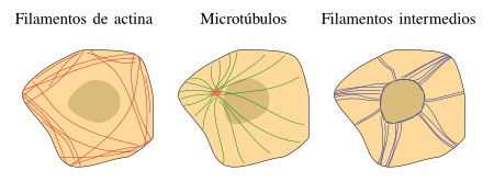 Biologia Celular y Molecular: Citoesqueleto.