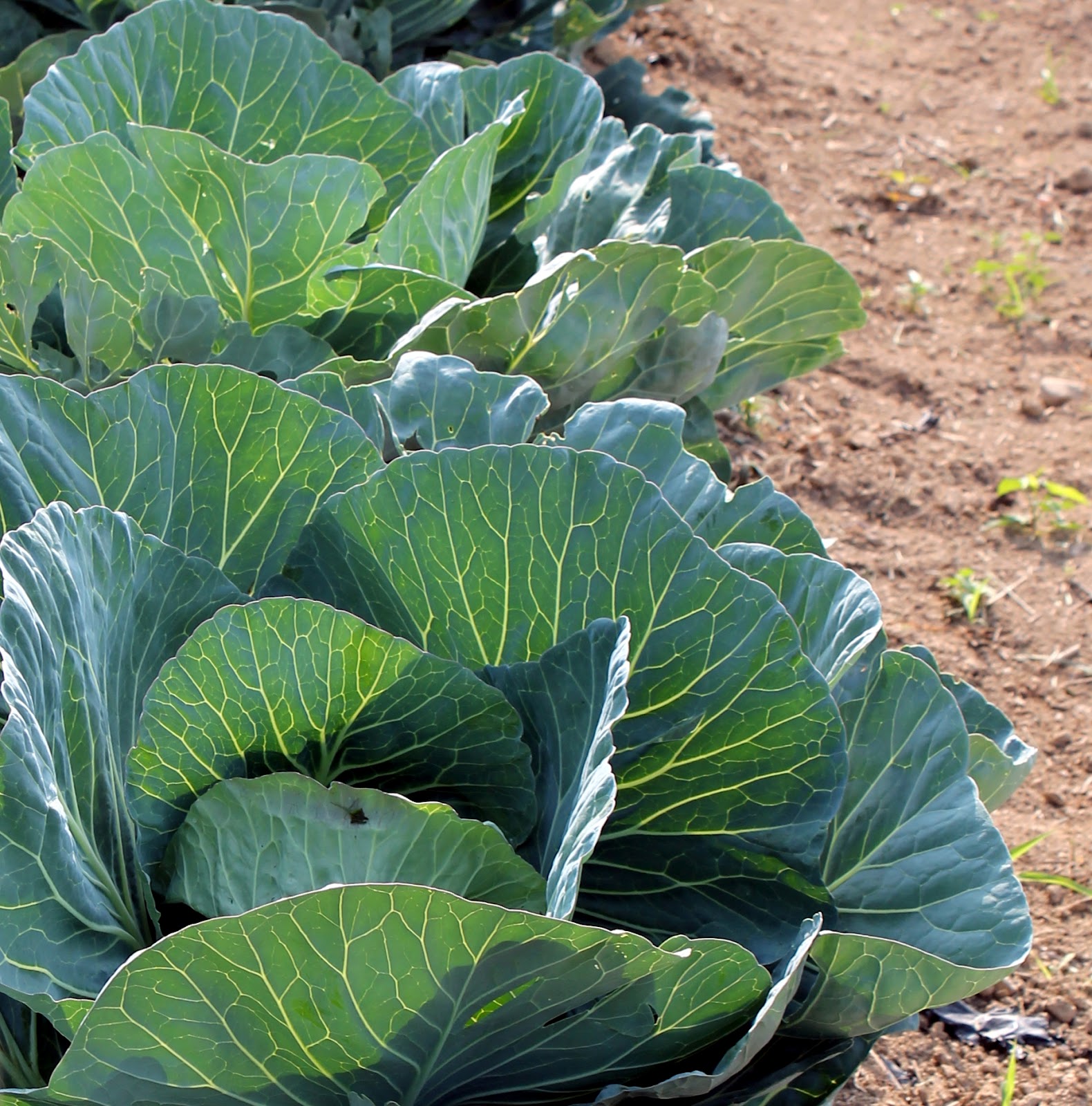 FOLKWAYS NOTEBOOK: CABBAGE PATCH