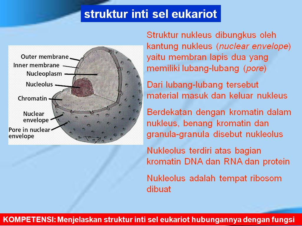 Power point KU: Struktur Sel Inti dan Organel