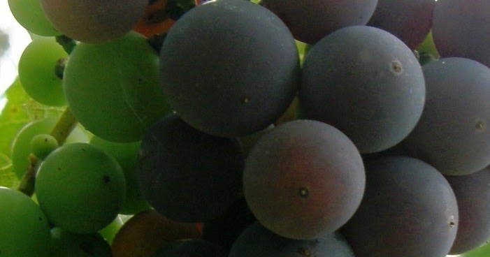 Zaktualizowany opis - choroba Dercuma