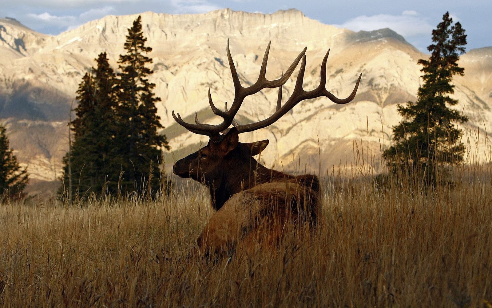 Variados animales salvajes