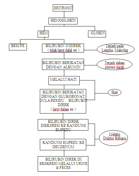 Pathway / WOC Ikterus / Diagram Mekanisme Billirubin | Asuhan Keperawatan