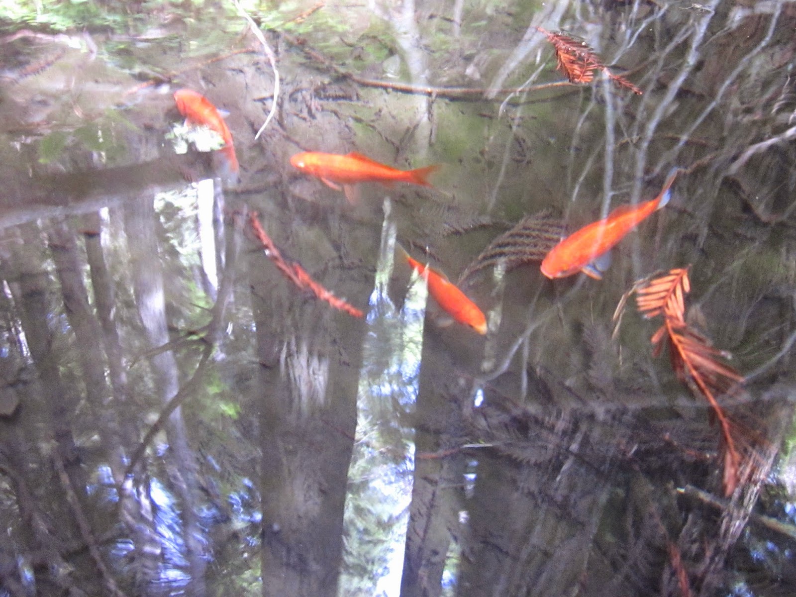 Santa Cruz Mountains Trails: A Spring Excursion at Fall Creek