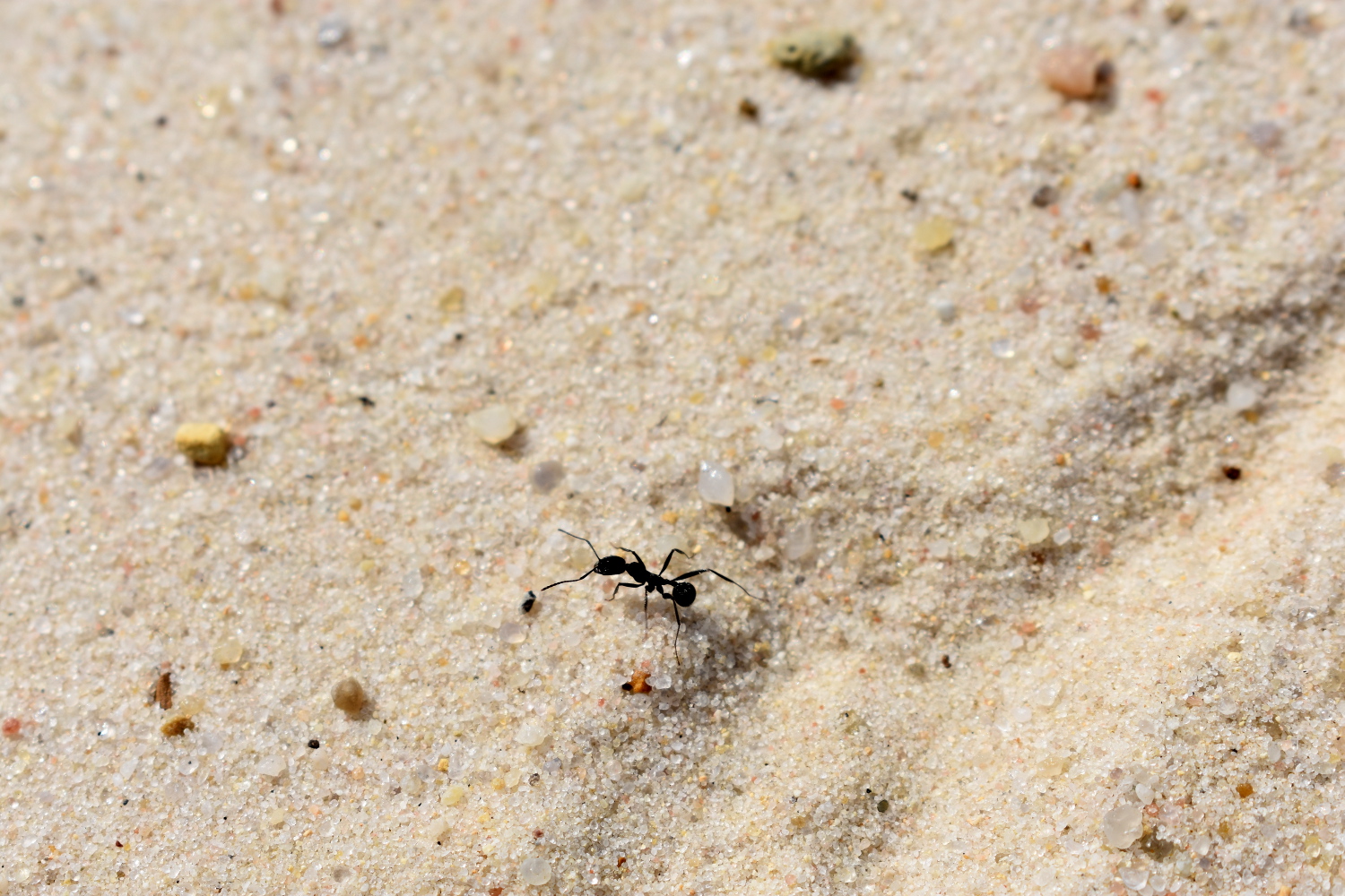 Photo of the Week: The Ant on the Sand
