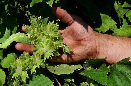 FINDIK RESİMLERİ ~ Resimler Diyarına Hoşgeldiniz