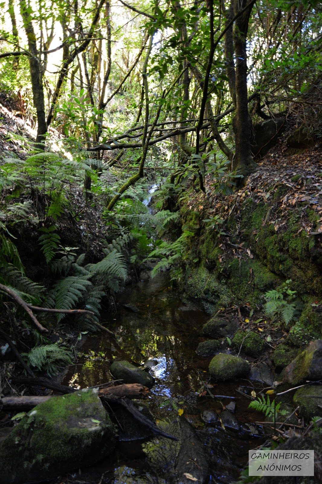 Caminheiros Anónimos Levadas da Madeira : Levada Grande (Achadas da Cruz)