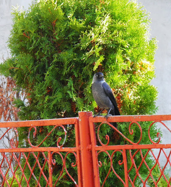 PASARI DIN ROMANIA: STANCUTA, Corvus monedula