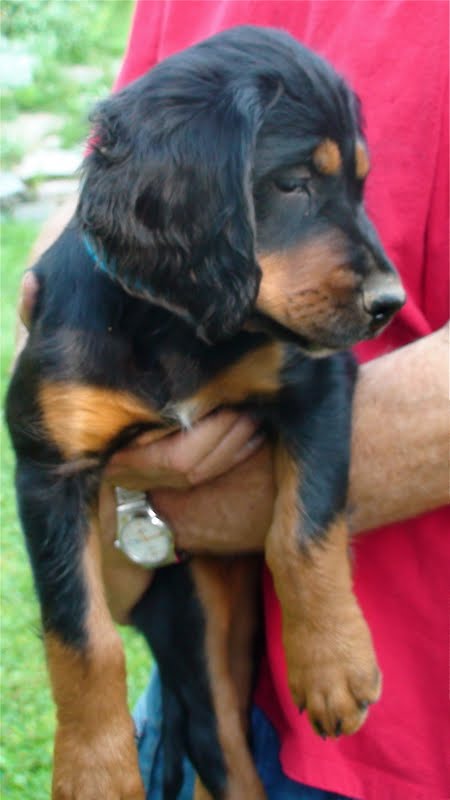 Gordon Setter Crossing: Gordon Setter Puppy Pics- 8 wks. 5 days old
