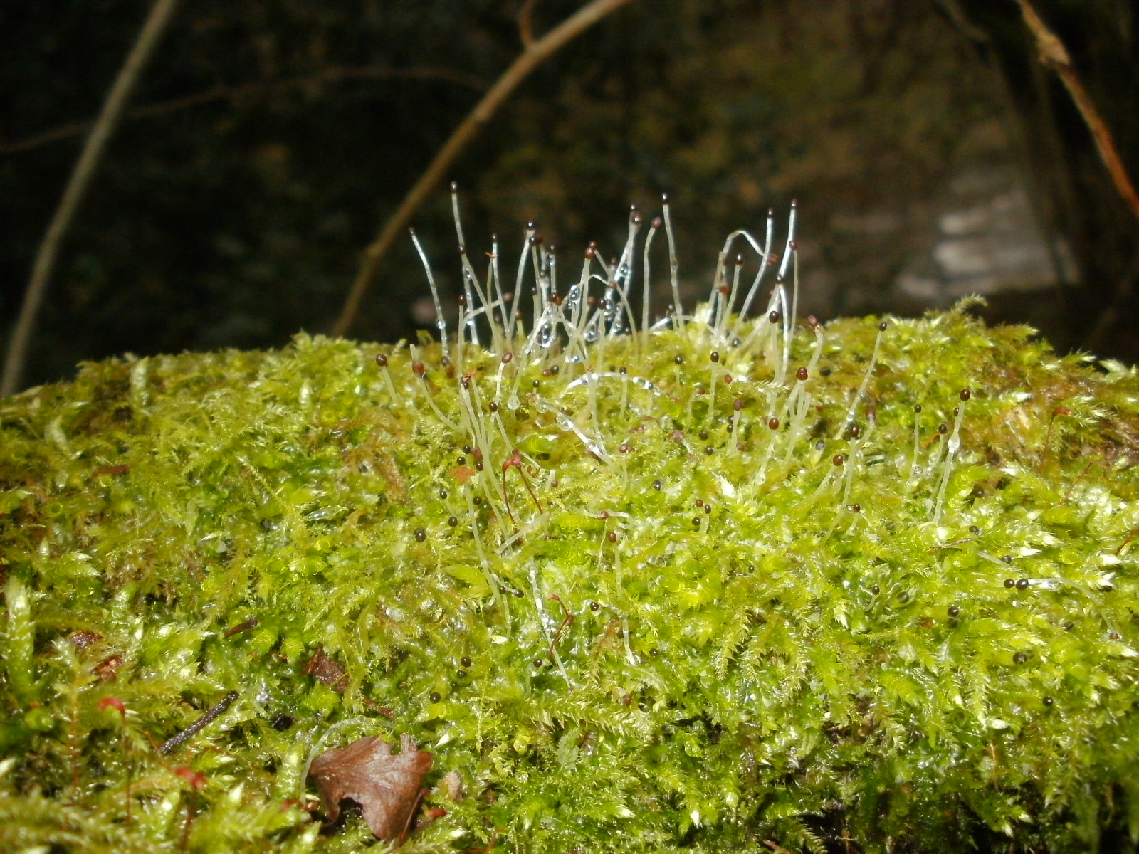 nature man: The Wonderful World Of Moss