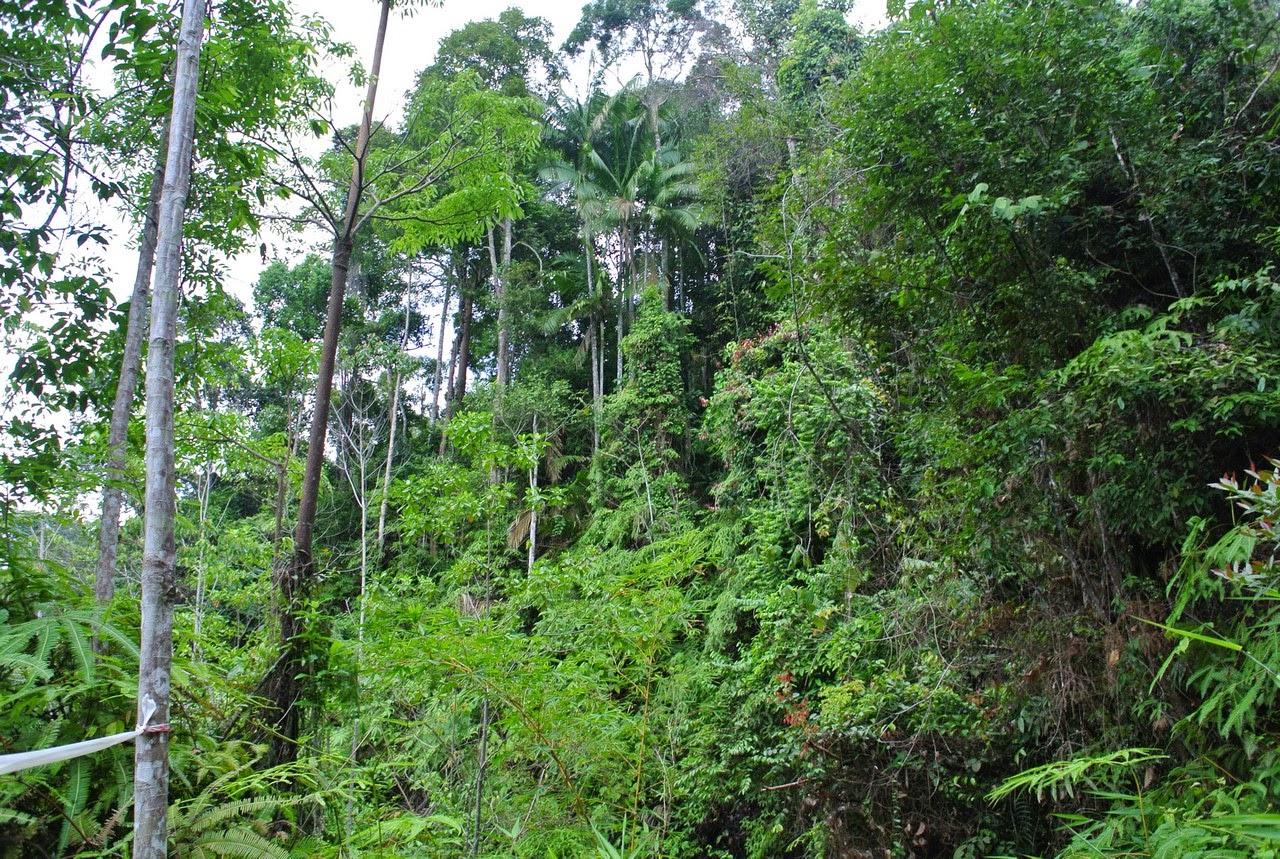 afifplc: Gunung Angsi hike