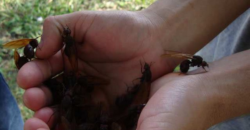 Venta de hormigas conocidas como «Siquisapa» causa sensación en mercado ...