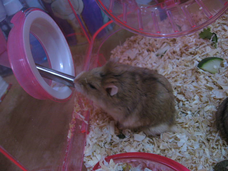 Hamster Tidak Mau Minum