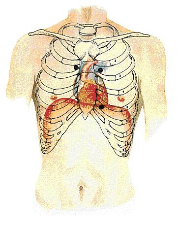 ANATOMI dan FISIOLOGI JANTUNG ~ Mahasiswa Keperawatan