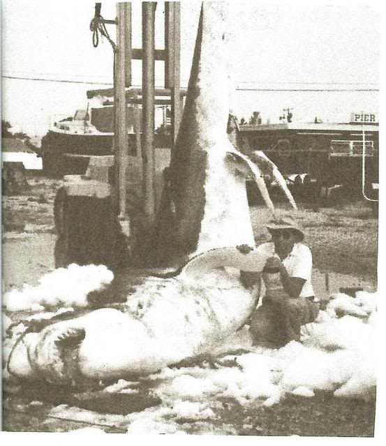 Sail Away: A FISHY STORY