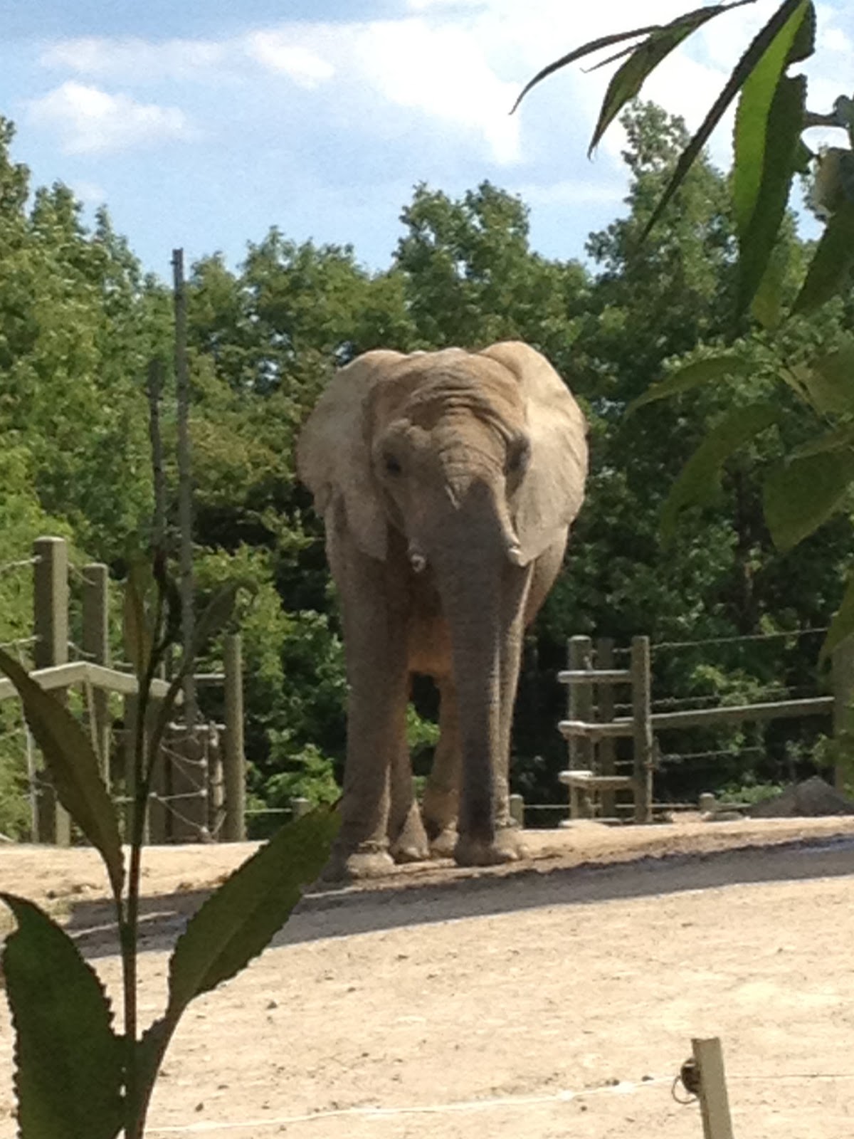 Save The Elephants at Toronto Zoo: June 2012