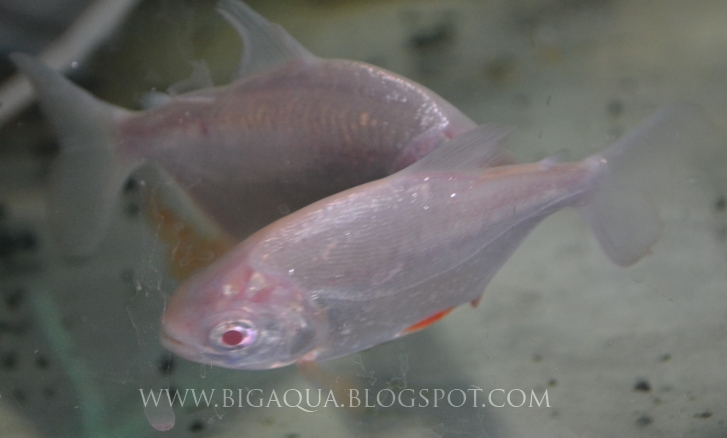 3" Albino Pacu ~ Big Aqua