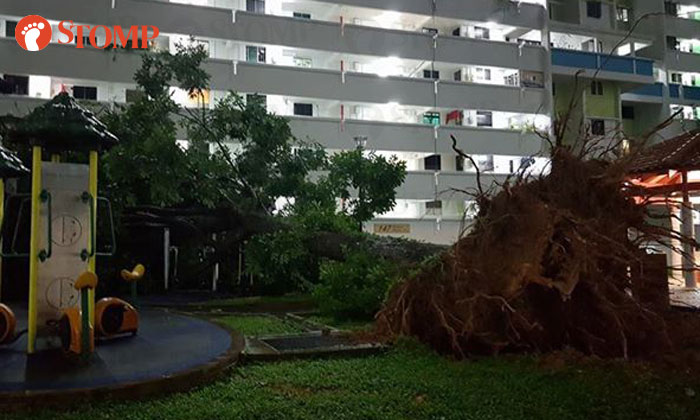 Under The Angsana Tree: Uprooted trees as heavy rain batters Singapore