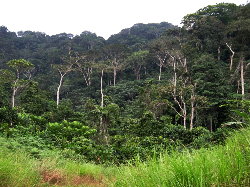 Viajes naturalistas y otras hierbas: Gabón 1 (2015) Viaje a la cuenca ...