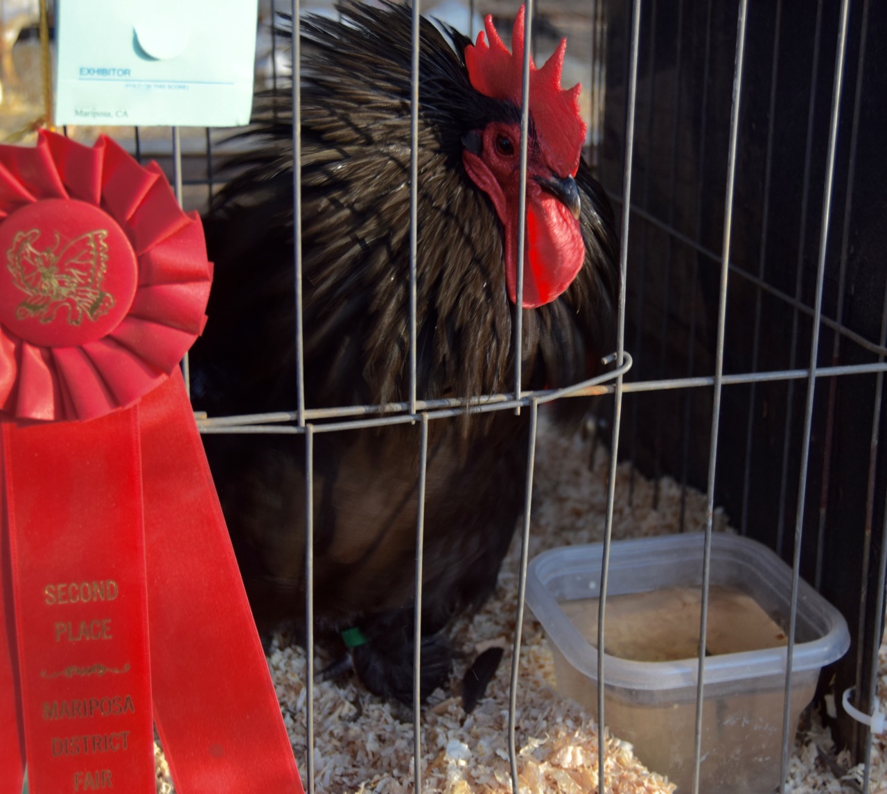 biobabbler: County fair chickens, cowboys & ribbons--quite the summer ...