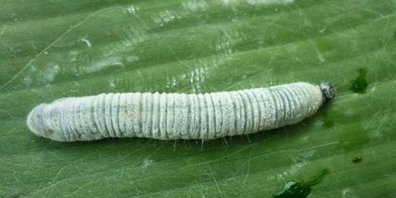 Inilah Penyebab Pucuk Daun Teh Menggulung | Hama & Penyakit Tanaman