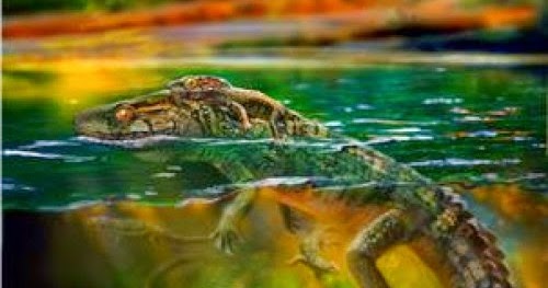 Preserved Fossil Represents Oldest Record of Parental Care in Group of ...