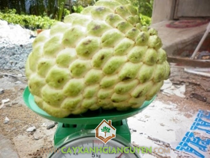 CÂY NA THÁI LAN CÓ GÌ KHÁC BIỆT VỚI GIỐNG NA VIỆT NAM ~ Cây Na Thái