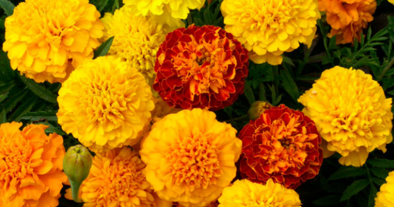Kristin Torzala - Instructional Coach: Are you a marigold or a walnut tree?