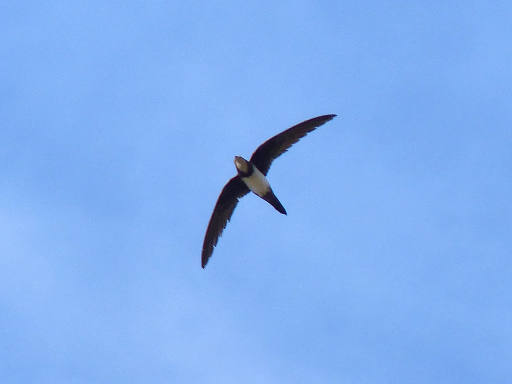 Feathers Birding Blog: Bird watching in Kos, Greece