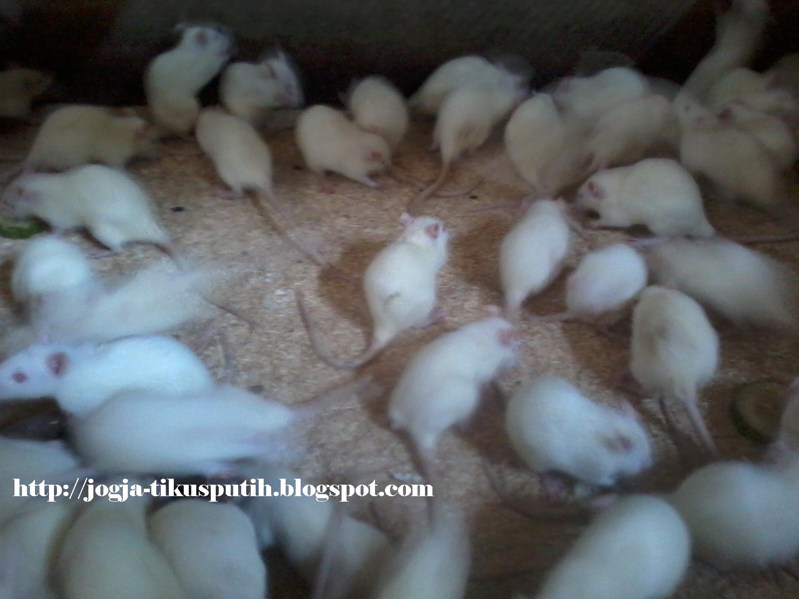 Ready Tikus Putih Penelitian Wistar Mencit Balb/C: RAT WISTAR BETINA ...
