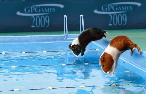 Lord's Girls: Funny Guinea Pig Pics