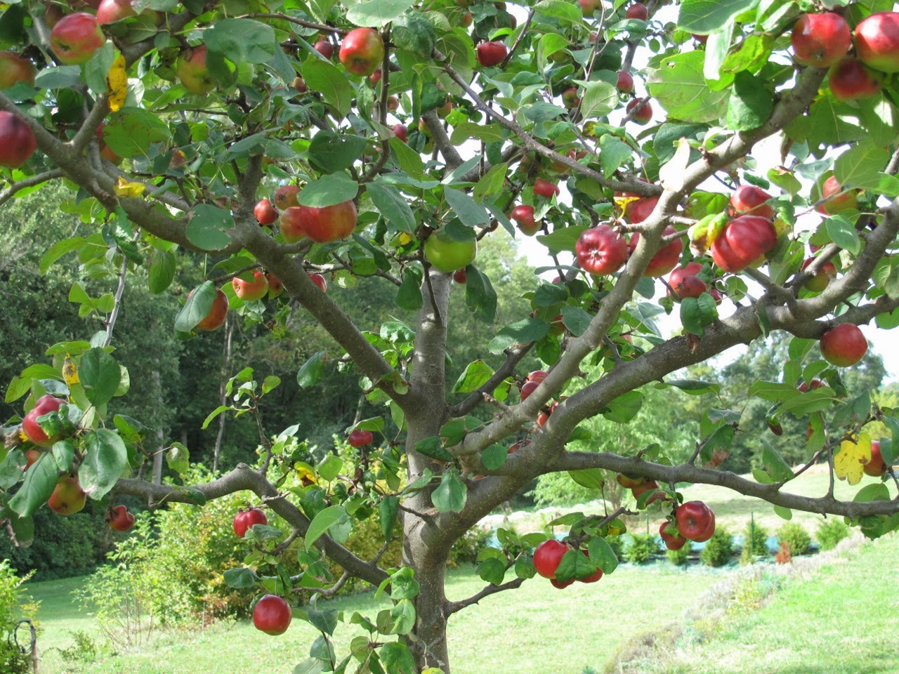Orta de Puèg-Busca: Eté indien au jardin Britanique