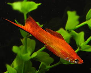 Tricks in kerala aquariums india: mailnly available aquarium fishes in ...