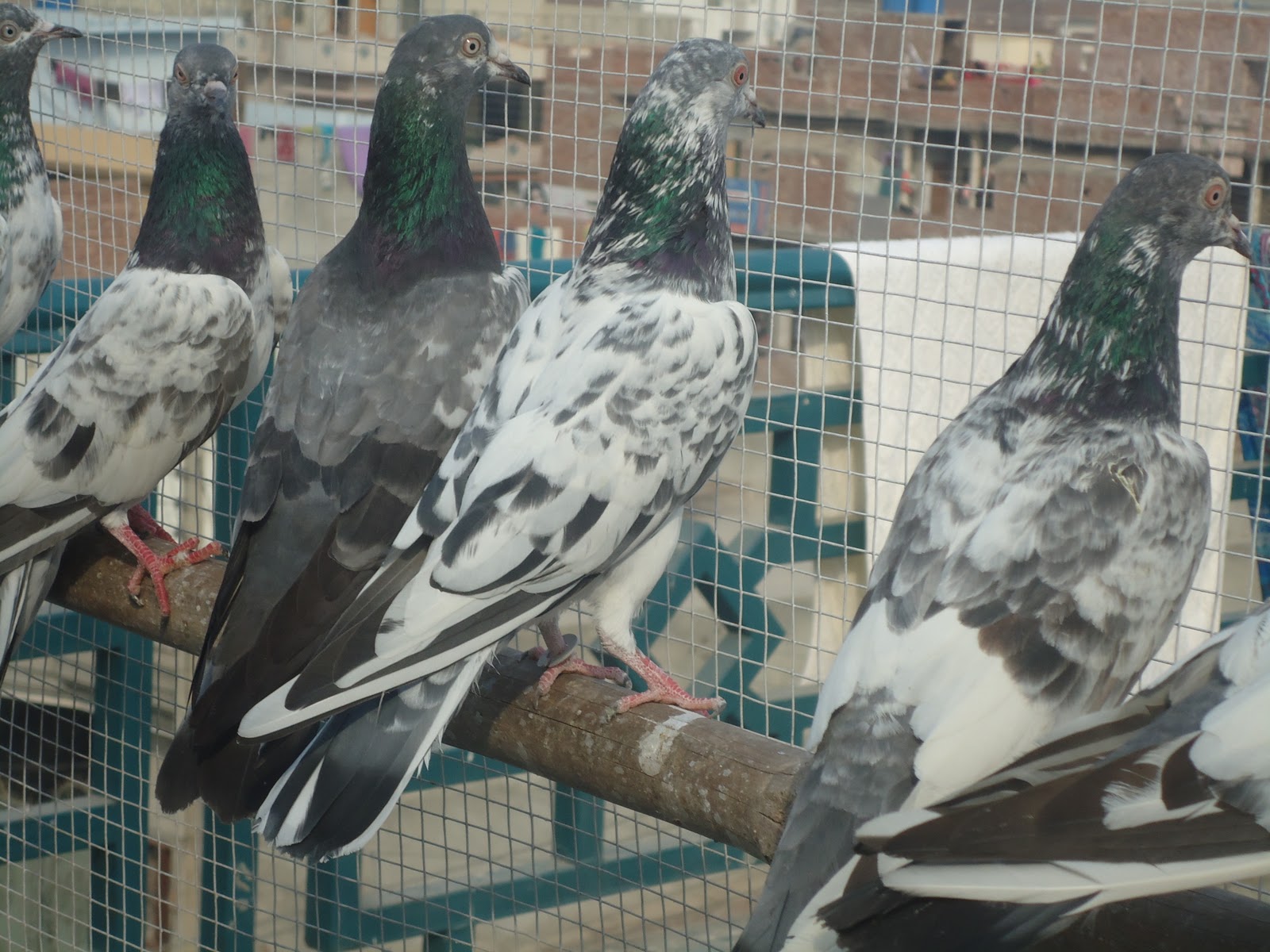 Latest Teddy pigeons photos ~ Pigeons Photos | Pigeons Care | Pigeons ...