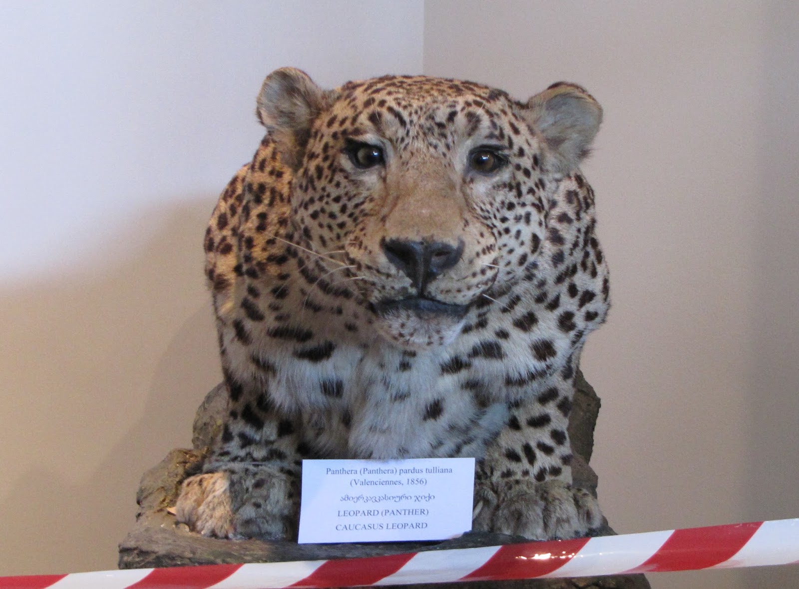 Abe's Animals: All Panthera cats of Russia