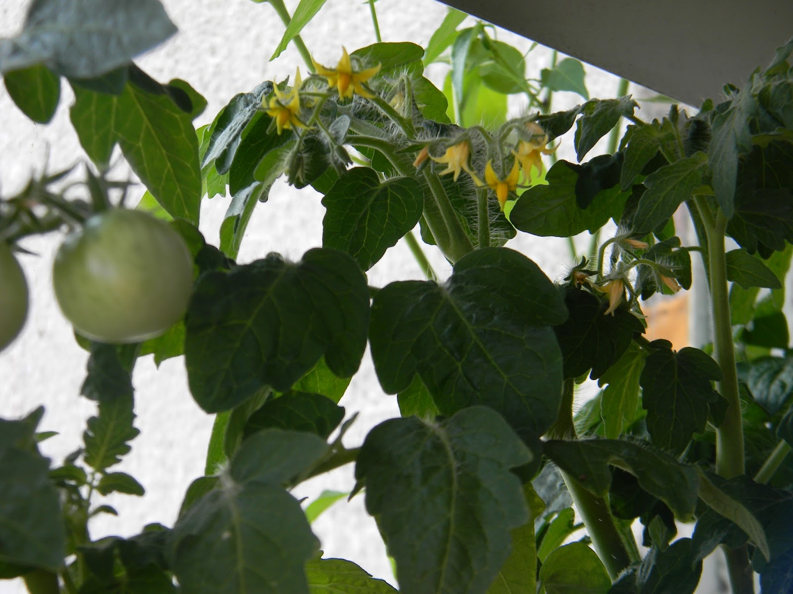 Gradina de pe balcon