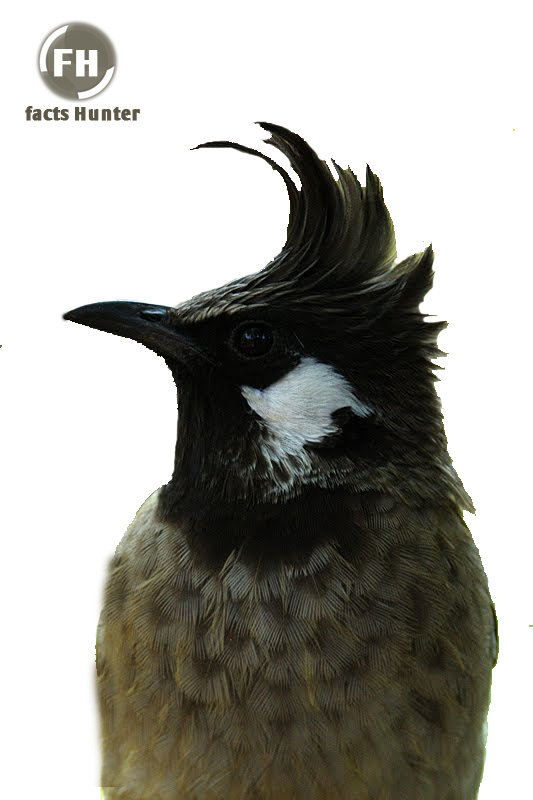 Bird's Lifestyle: Himalayan Bulbul - National Bird of Bahrain