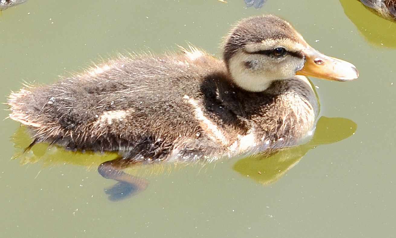 Dina's City Wildlife Adventures: Baby ducks growing up