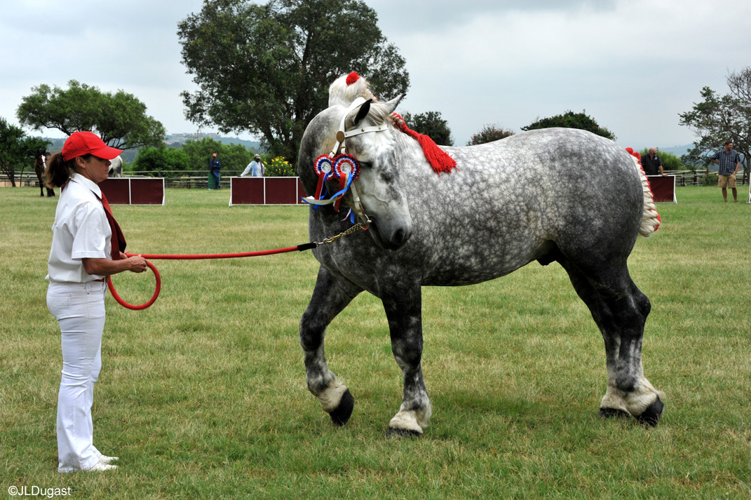 Percheron International: Sharifa Championne