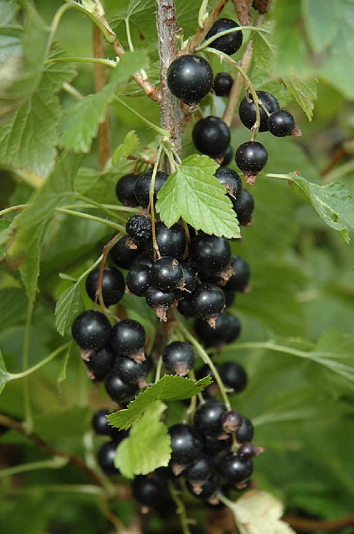 CURARSI CON IL RIBES NERO - Blog di pociopocio