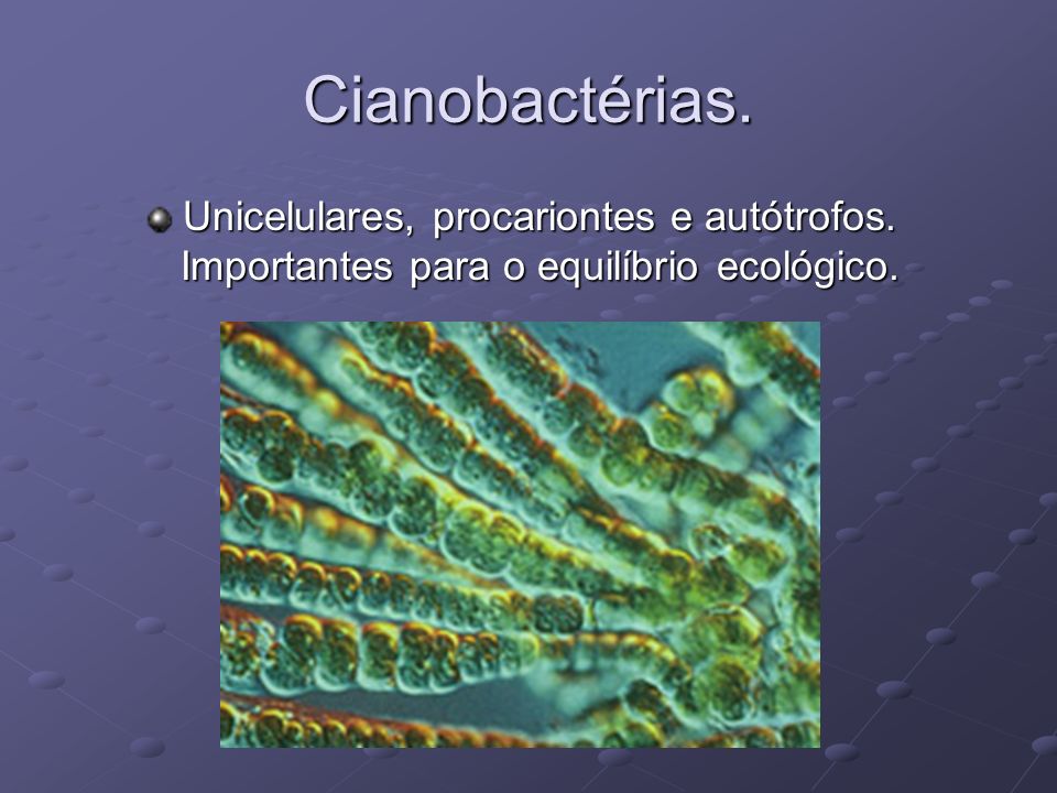 Cianobactérias | Biologia: A ciência da vida