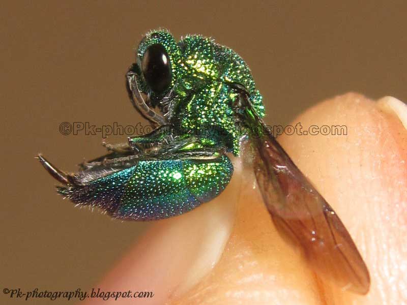 Cuckoo Wasps | Nature, Cultural, and Travel Photography Blog