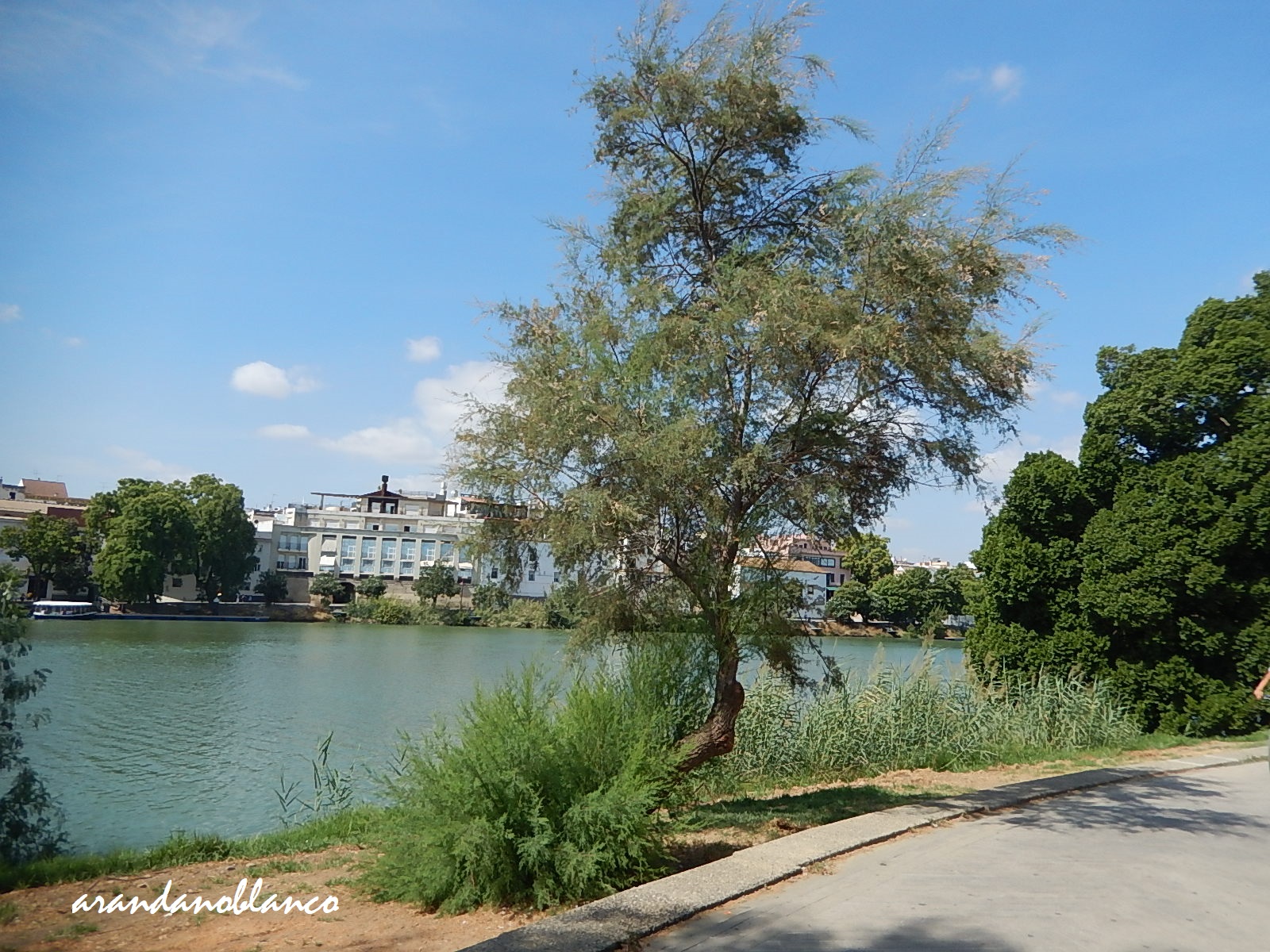 elarbolmiamigo-encinarosa: TARAJE - Tamarix africana - Tamarix gallica ...