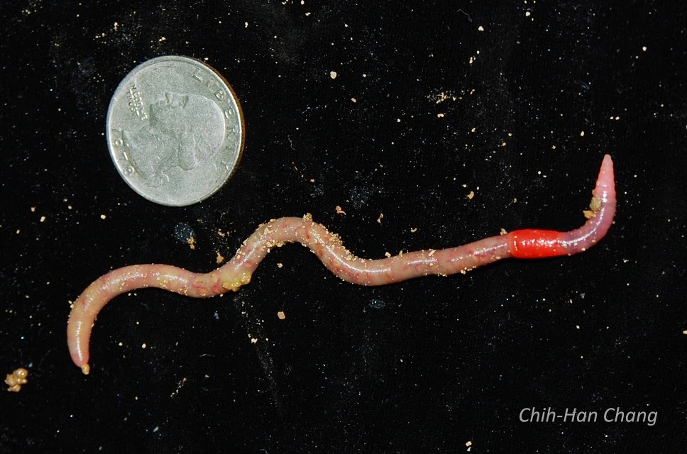 Worms love earth - Earthworms & their soil